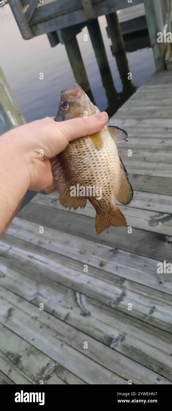 Rock Bass (Ambloplites rupestris Stock Photo - Alamy