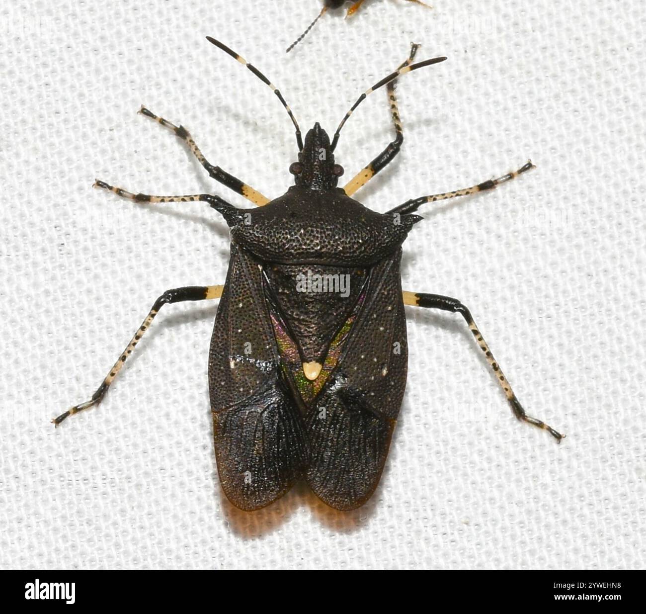 Black Stink Bug (Proxys punctulatus Stock Photo - Alamy