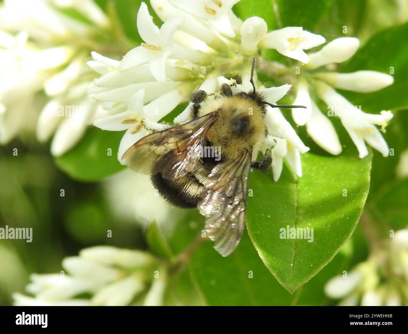 Two-spotted Bumble Bee (Bombus bimaculatus Stock Photo - Alamy
