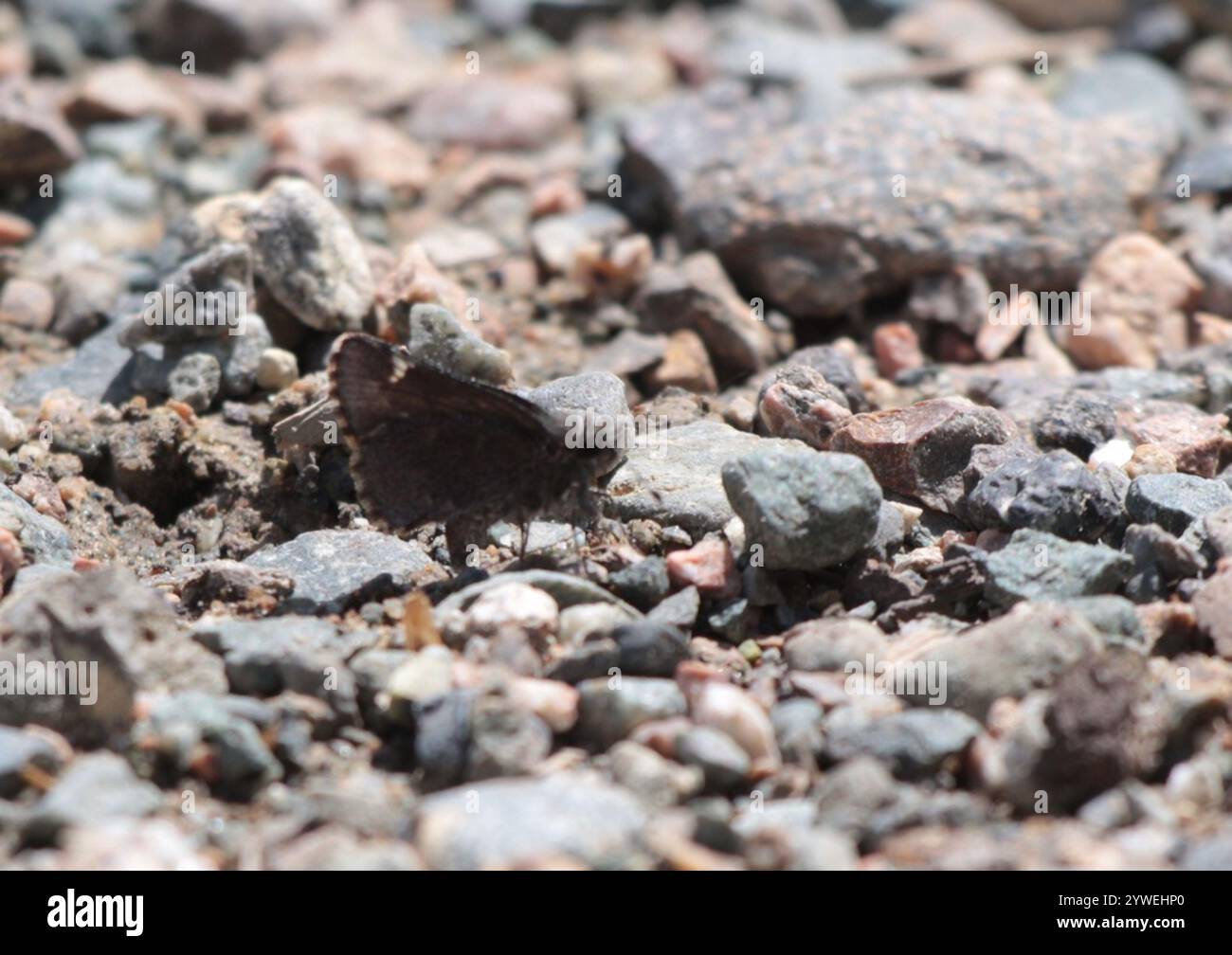 Common Roadside-Skipper (Amblyscirtes vialis Stock Photo - Alamy