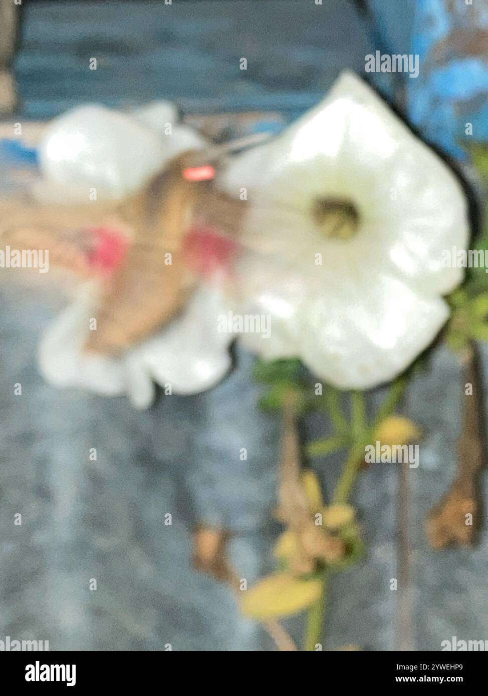 Vine Hawkmoth (Hippotion celerio Stock Photo - Alamy