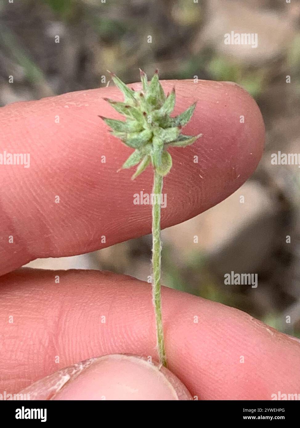 Curveseed Butterwort (Ceratocephala testiculata Stock Photo - Alamy