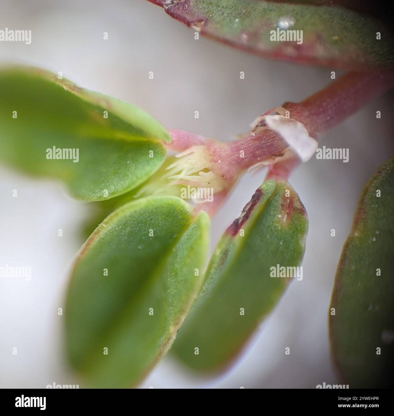 Southern Seaside Spurge (Euphorbia bombensis Stock Photo - Alamy
