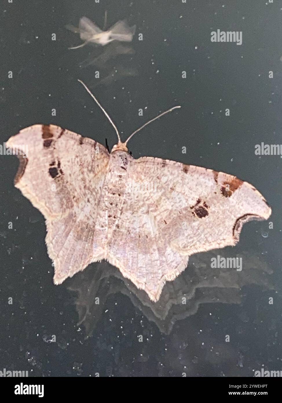 Sharp-angled Peacock Moth (Macaria alternata Stock Photo - Alamy