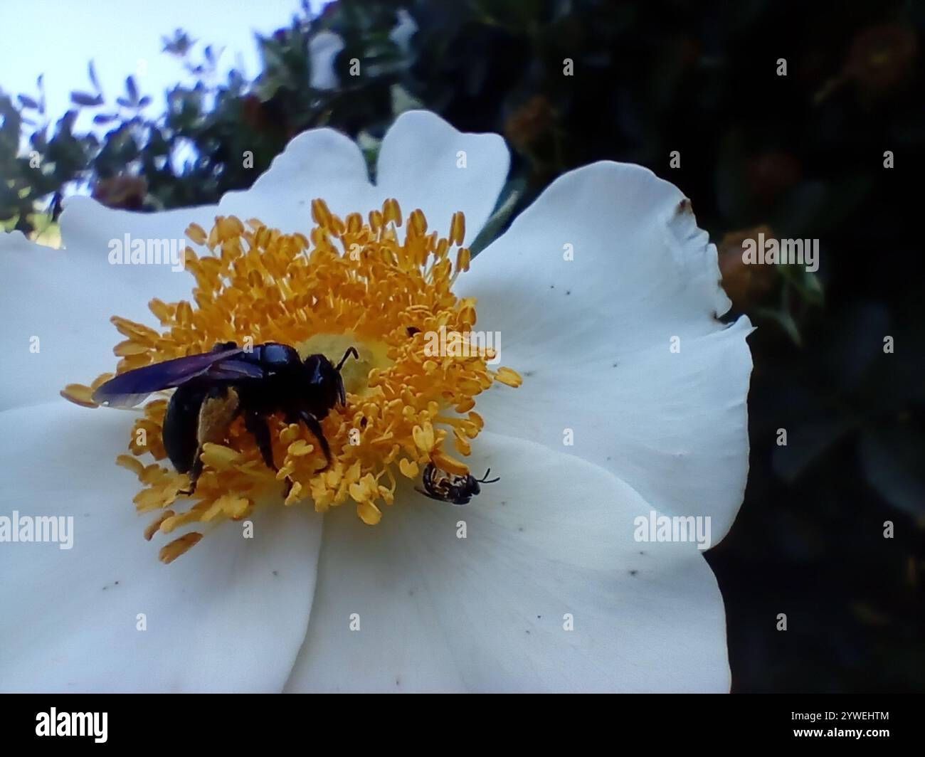 Mining Bees (Andrena Stock Photo - Alamy