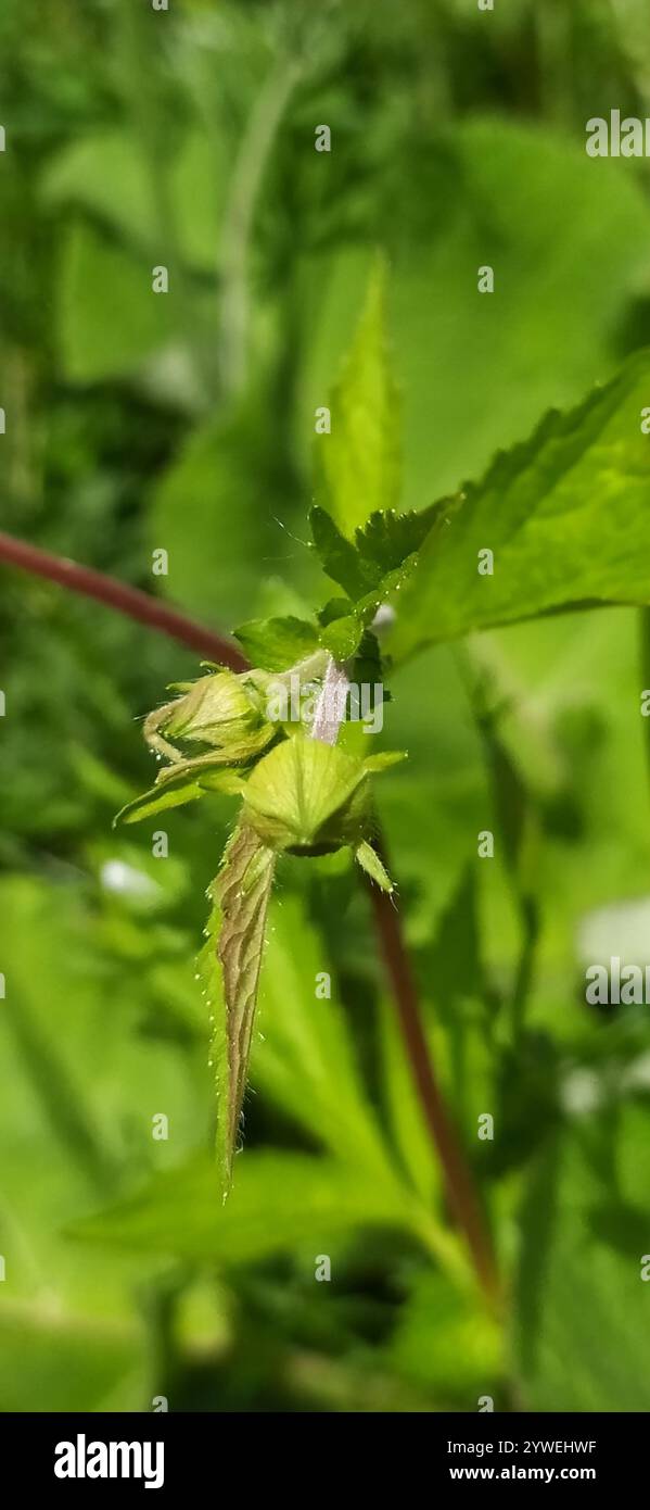 Yellow Avens (Geum aleppicum Stock Photo - Alamy