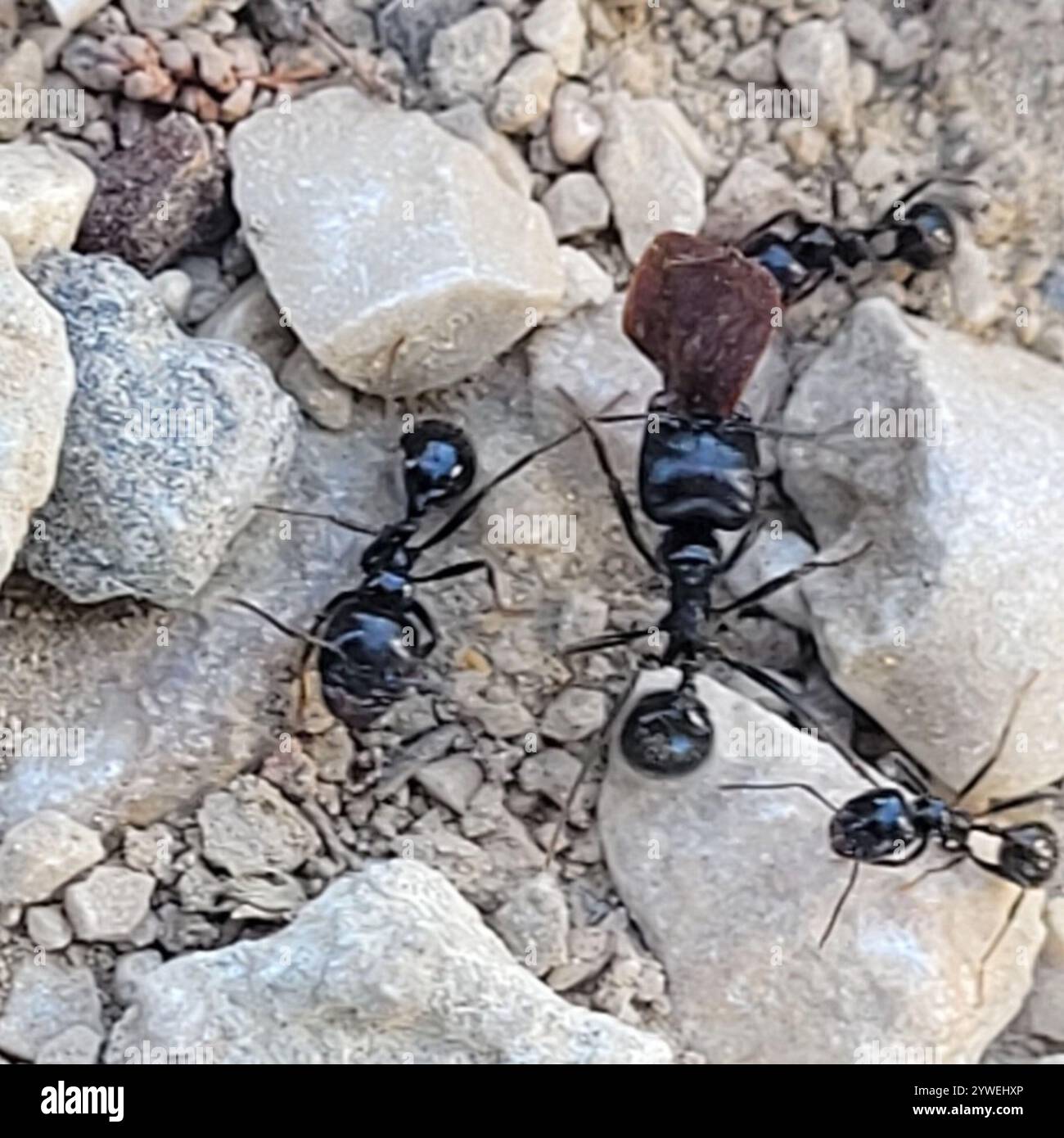 Messor Harvester Ants (Messor Stock Photo - Alamy