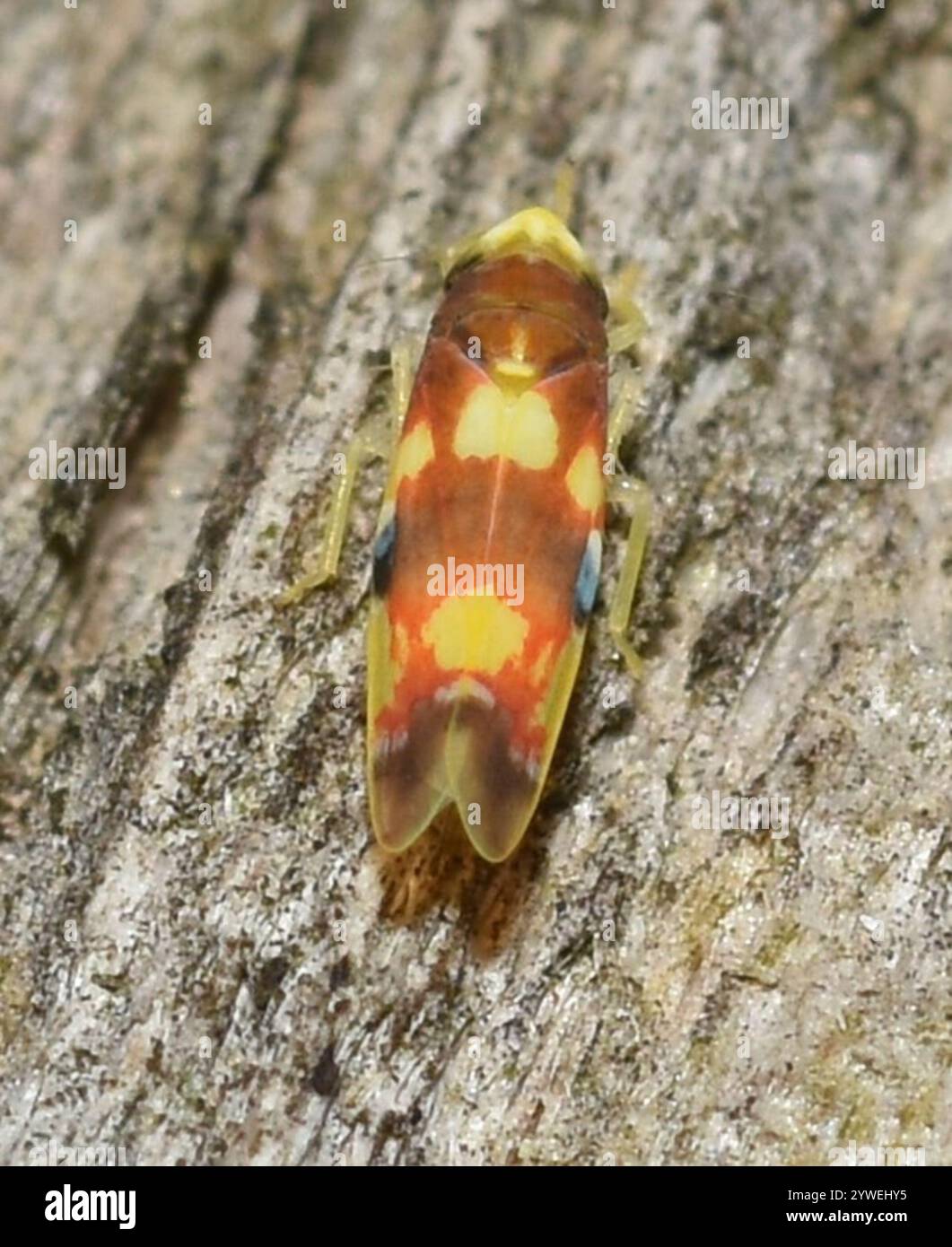 True Bugs, Hoppers, Aphids, and allies (Hemiptera Stock Photo - Alamy