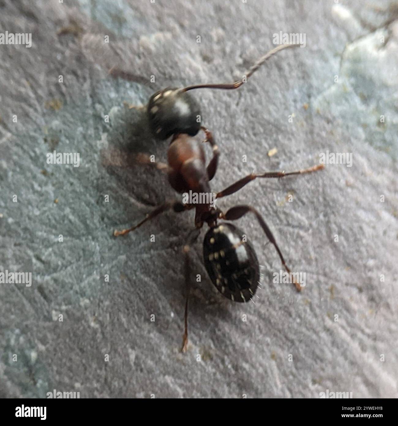 Nearctic Carpenter Ant (Camponotus nearcticus Stock Photo - Alamy