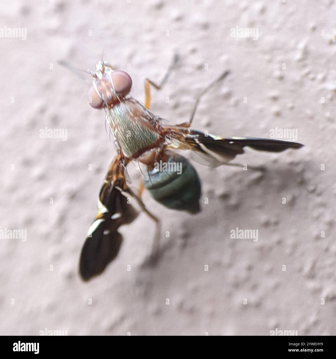 Common Picture-winged Fly (Delphinia picta Stock Photo - Alamy