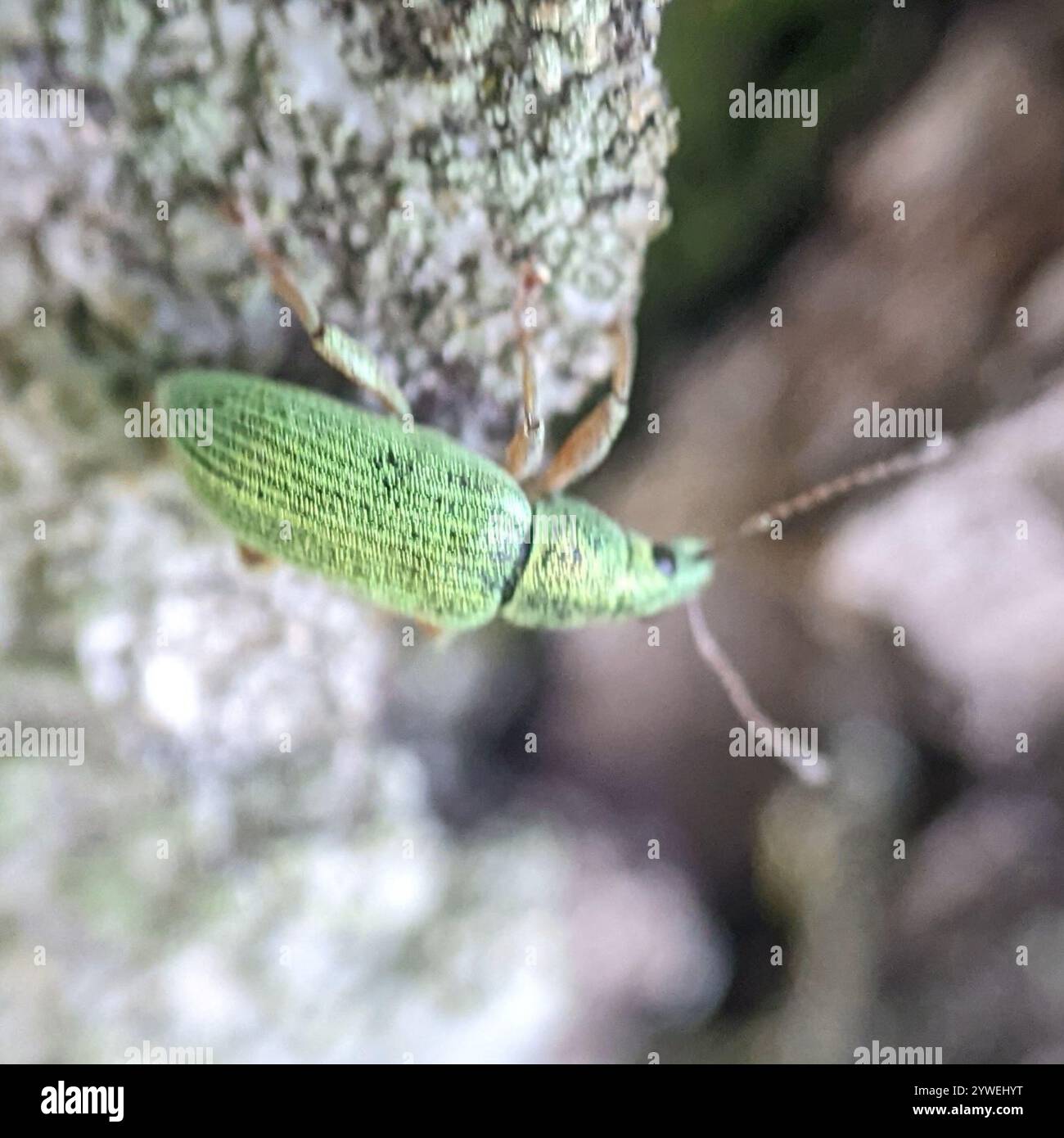 Green Immigrant Leaf Weevil (Polydrusus formosus Stock Photo - Alamy