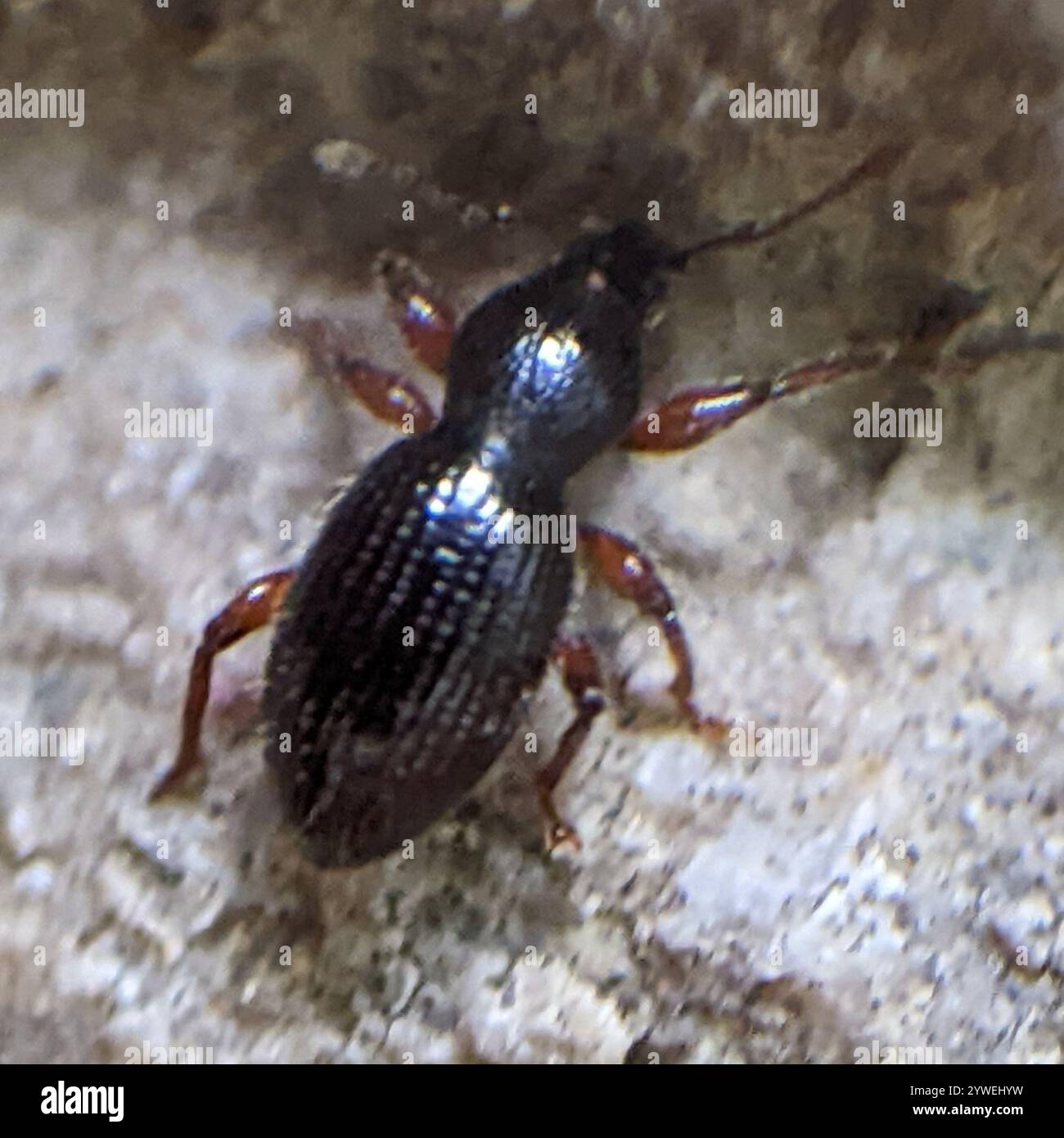 Hairy Spider Weevil (Barypeithes pellucidus Stock Photo - Alamy