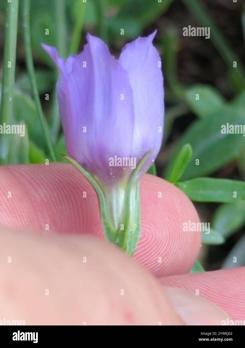 catchfly prairie gentian (Eustoma exaltatum Stock Photo - Alamy