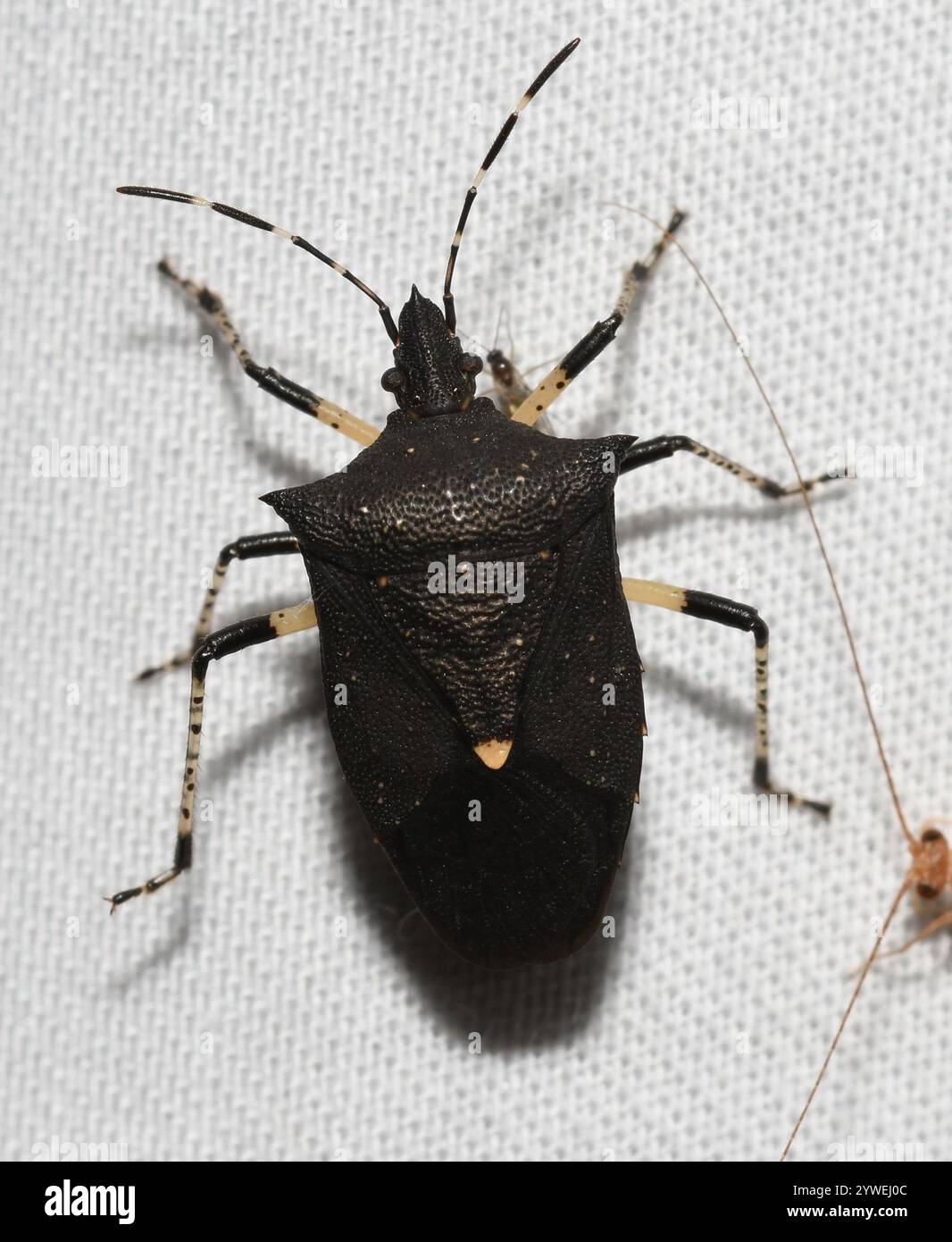 Black Stink Bug (Proxys punctulatus Stock Photo - Alamy