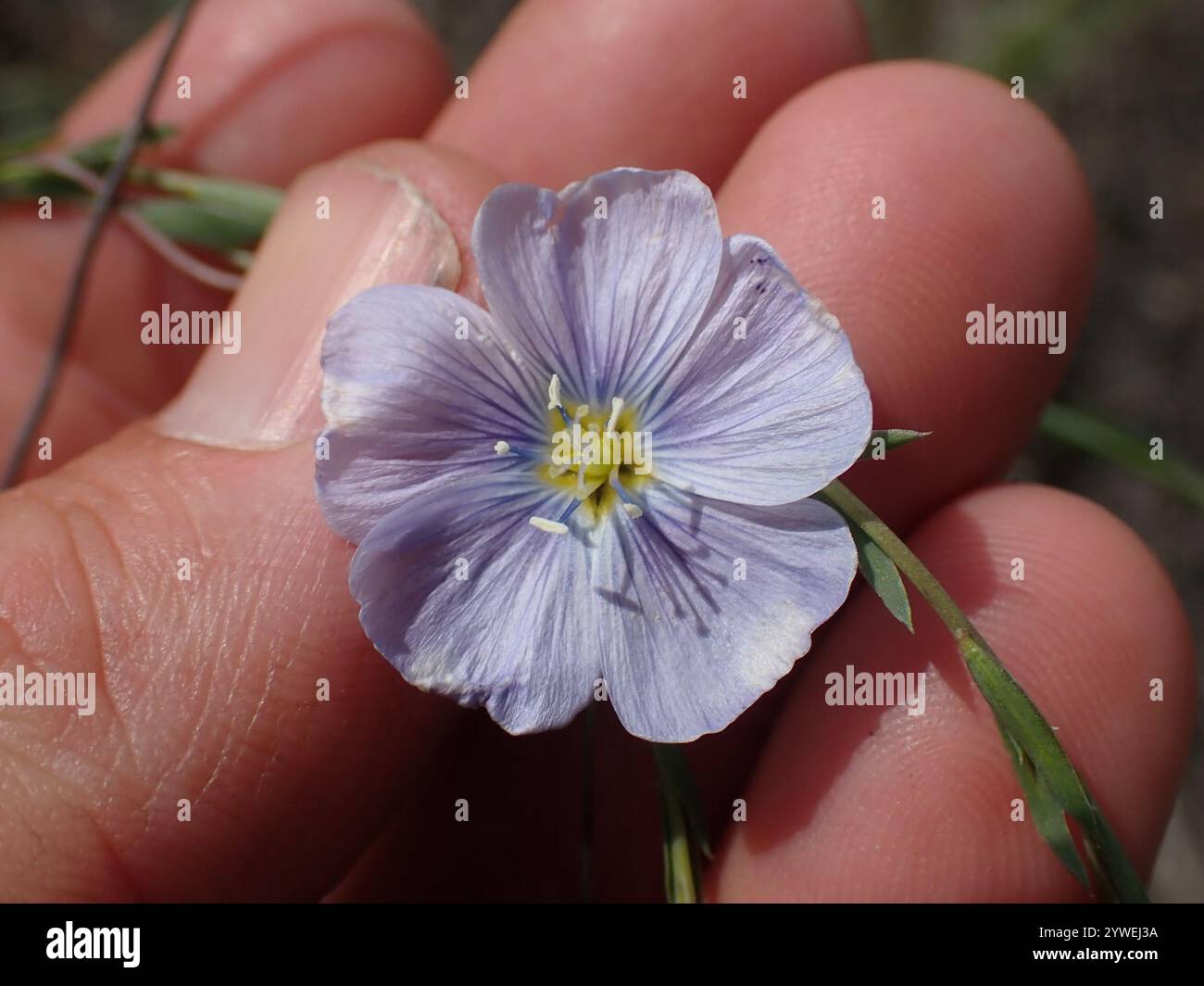 Lewis flax (Linum lewisii Stock Photo - Alamy