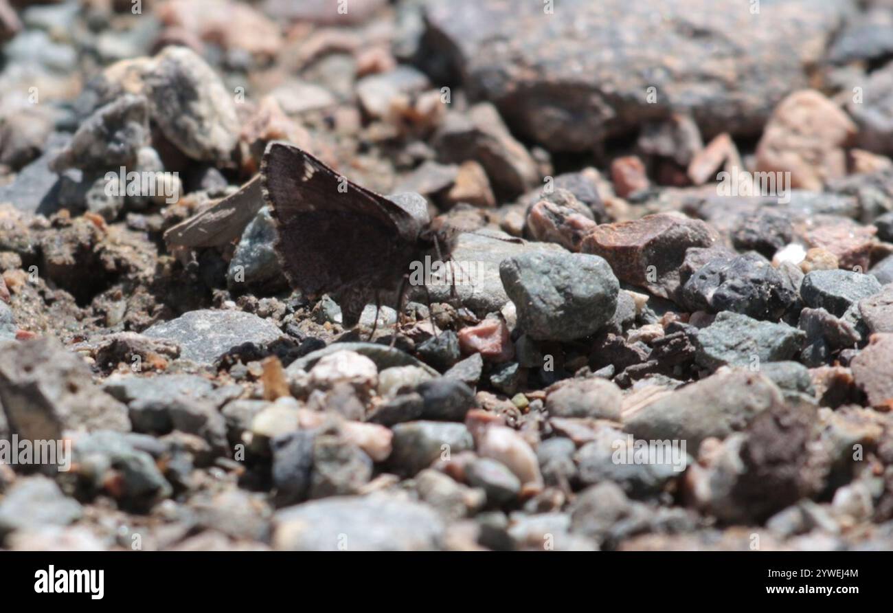Common Roadside-Skipper (Amblyscirtes vialis Stock Photo - Alamy