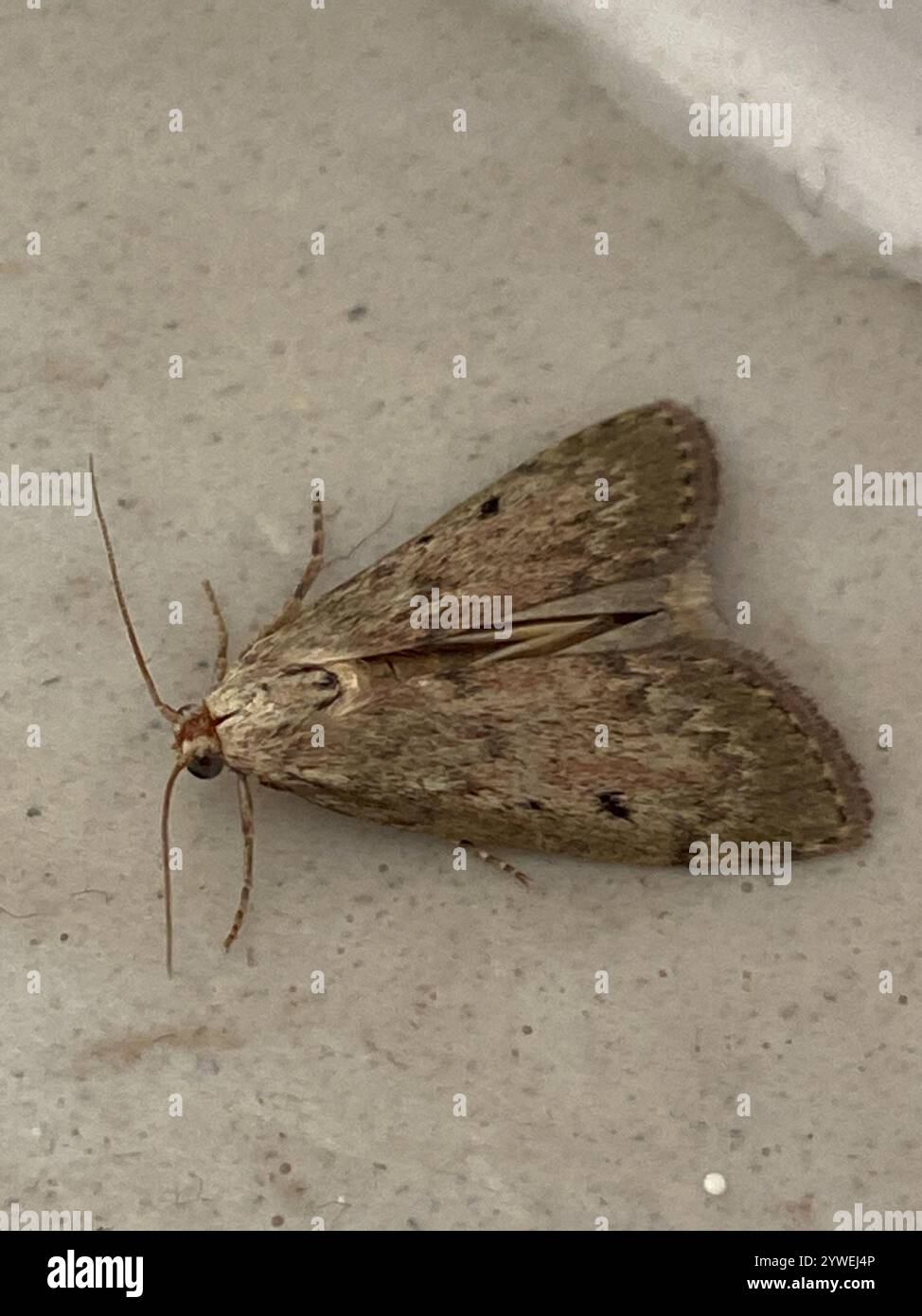 Bee Moth (Aphomia sociella Stock Photo - Alamy