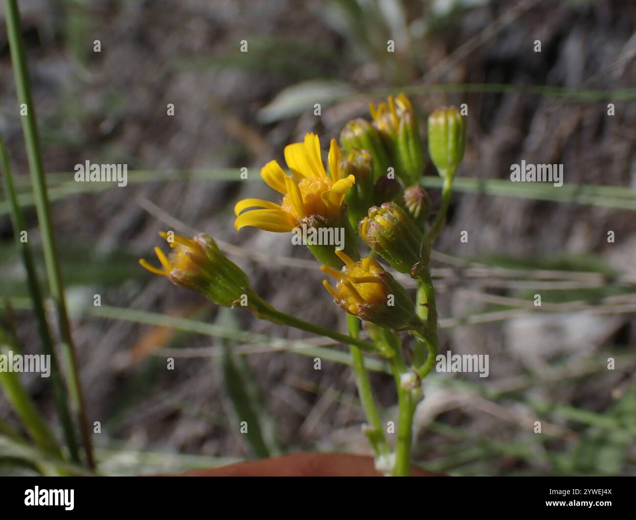 Rocky Mountain groundsel (Packera streptanthifolia Stock Photo - Alamy
