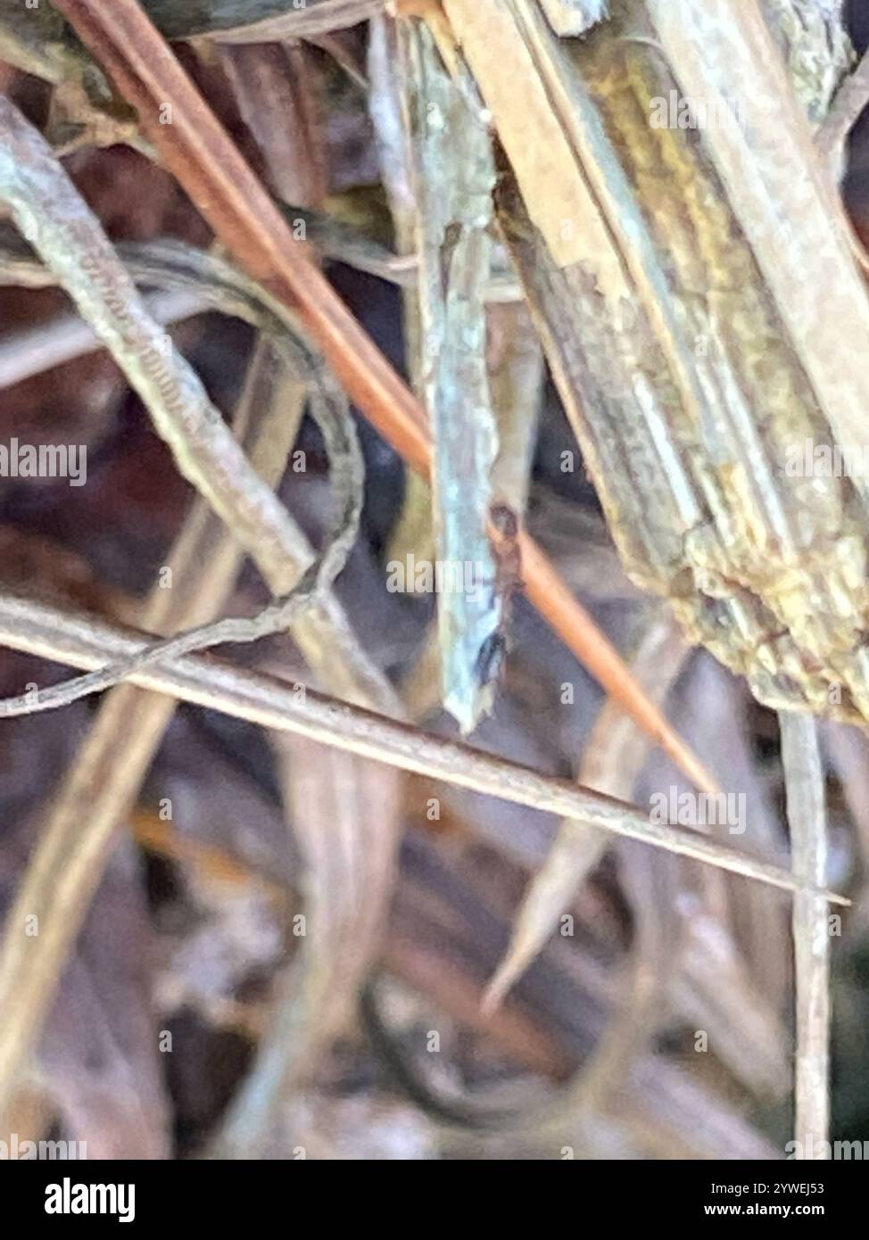 Shining Dark Twig Ant (Pseudomyrmex ejectus Stock Photo - Alamy