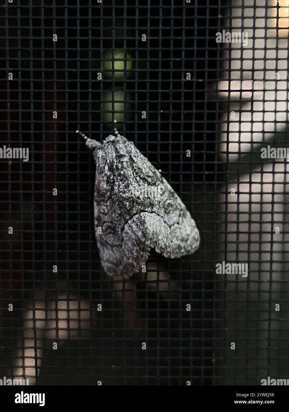 Brother Moth (Raphia frater Stock Photo - Alamy