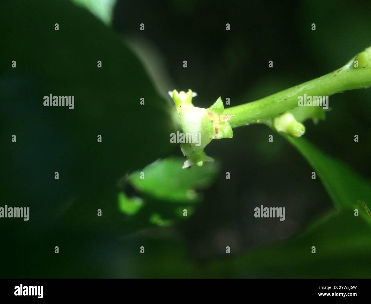 Proserpinaca palustris hi-res stock photography and images - Alamy