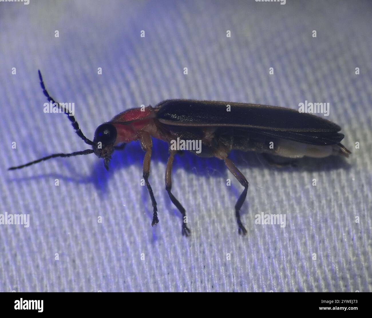 Common Eastern Firefly (Photinus pyralis Stock Photo - Alamy