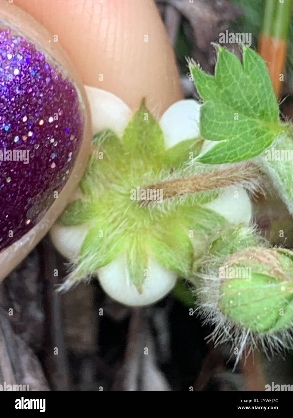 Cascades Strawberry (Fragaria cascadensis Stock Photo - Alamy