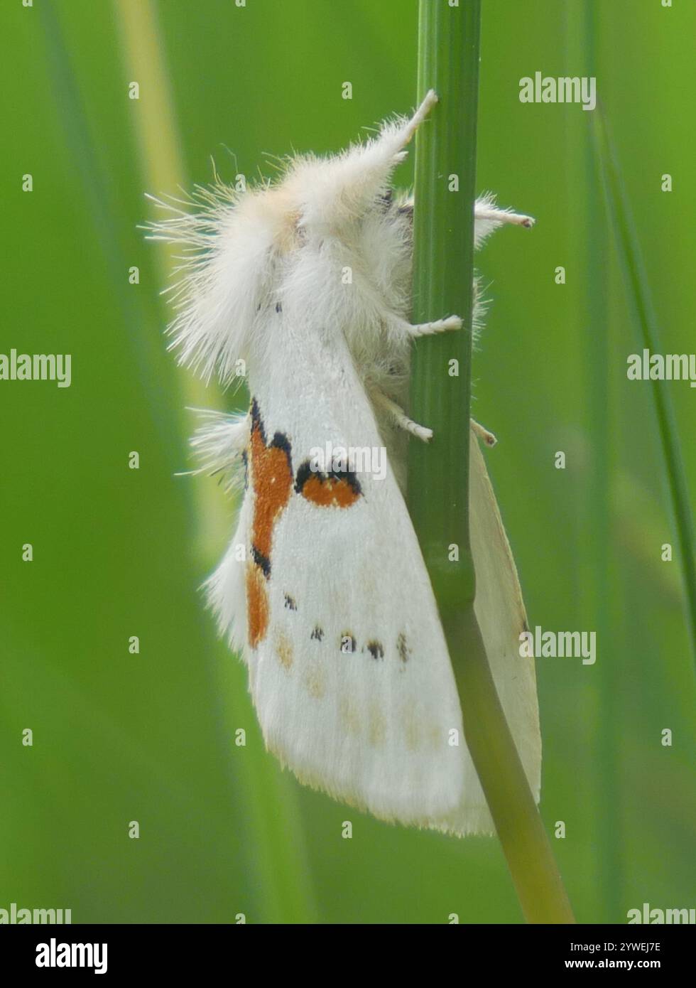 Leucodonta bicoloria hi-res stock photography and images - Alamy