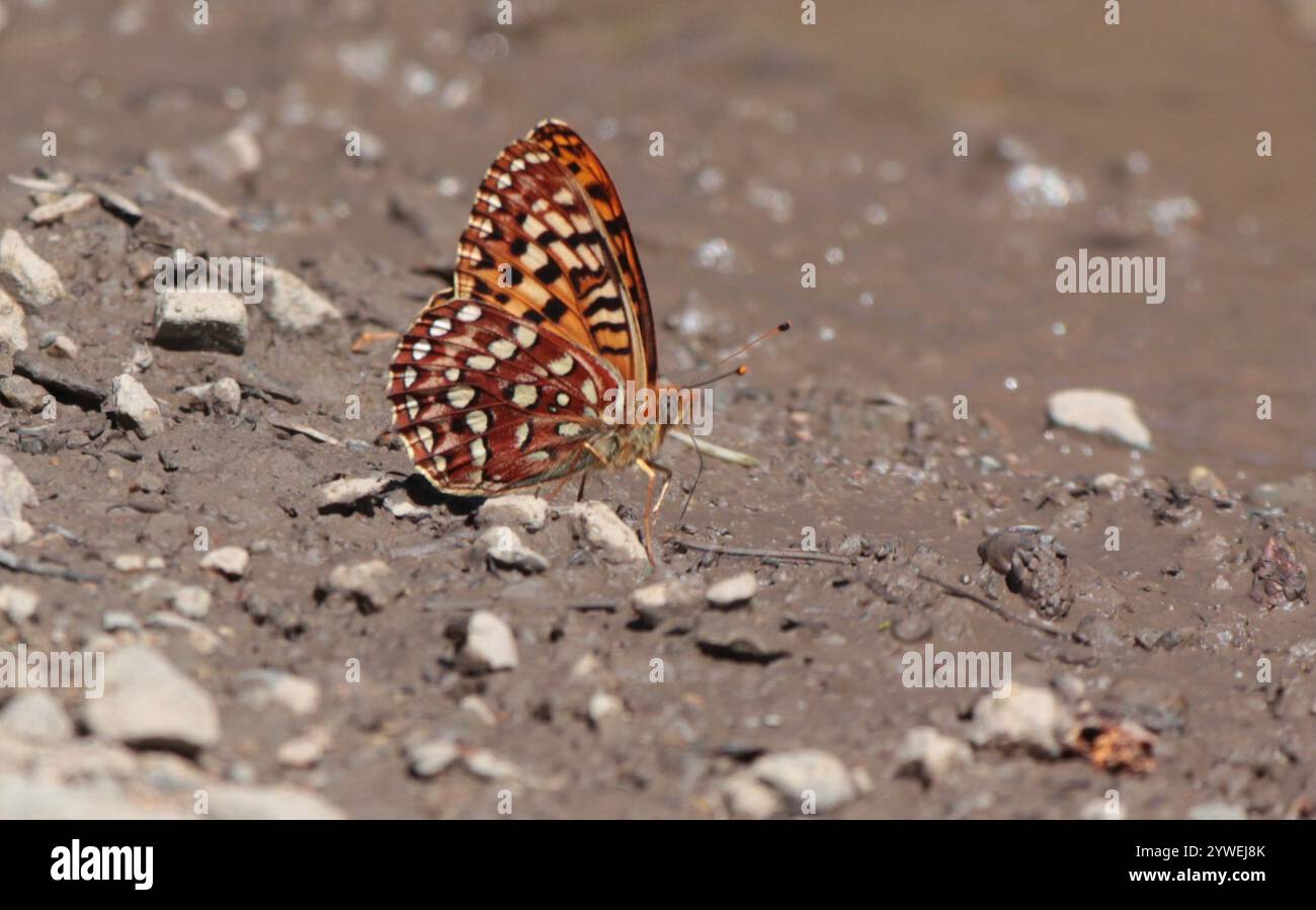 Hydaspe Fritillary (Argynnis hydaspe Stock Photo - Alamy