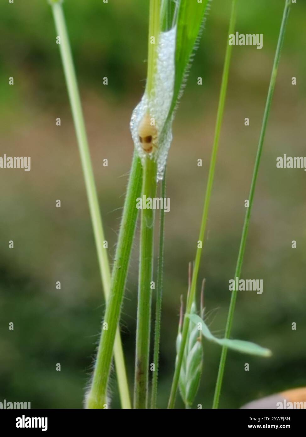 True Spittlebugs (Aphrophoridae Stock Photo - Alamy