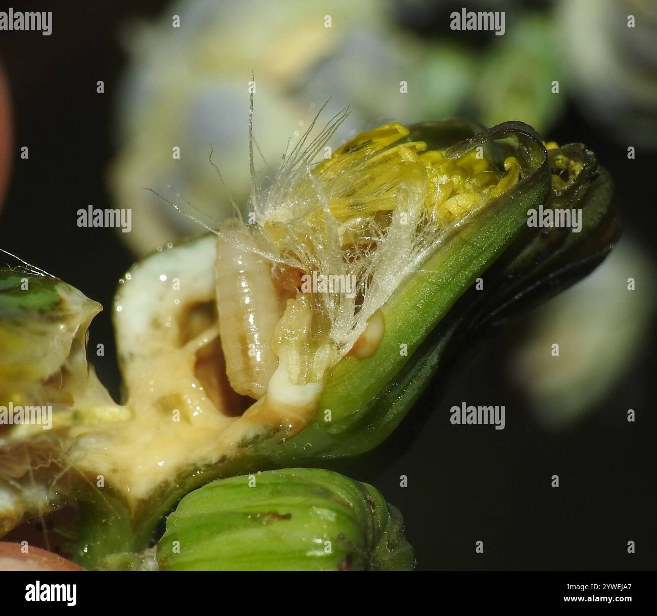 Fruit Flies (Tephritidae Stock Photo - Alamy