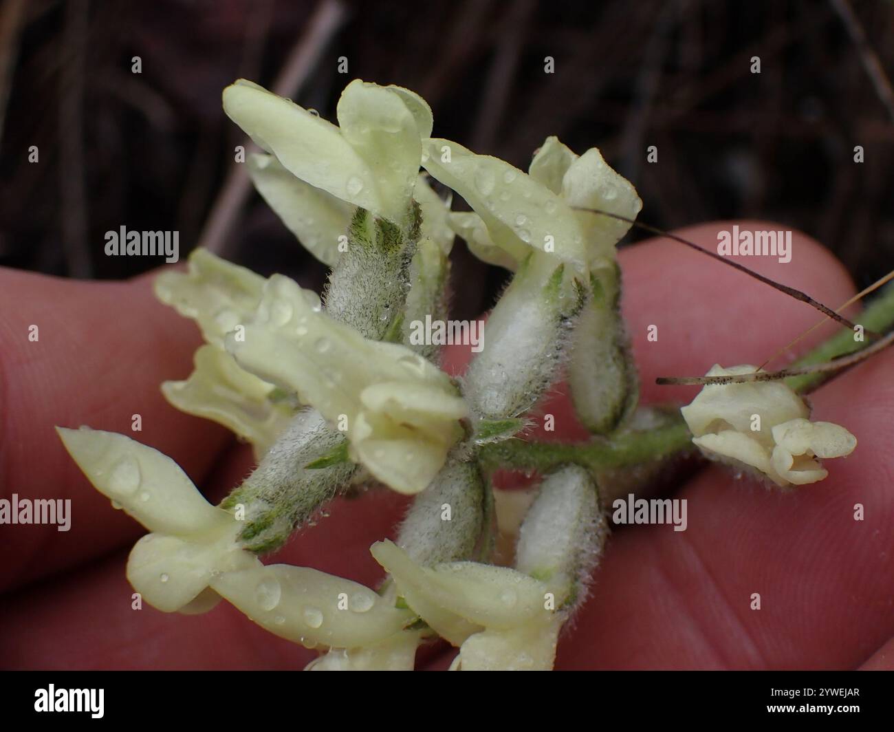 field locoweed (Oxytropis campestris Stock Photo - Alamy