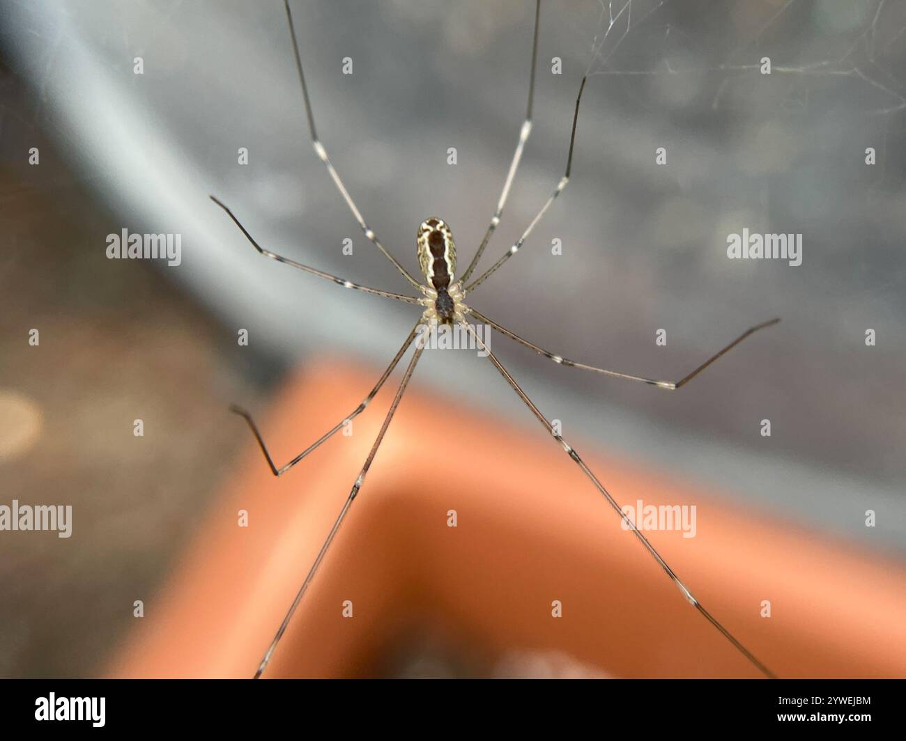 Marbled Cellar Spider (Holocnemus pluchei Stock Photo - Alamy