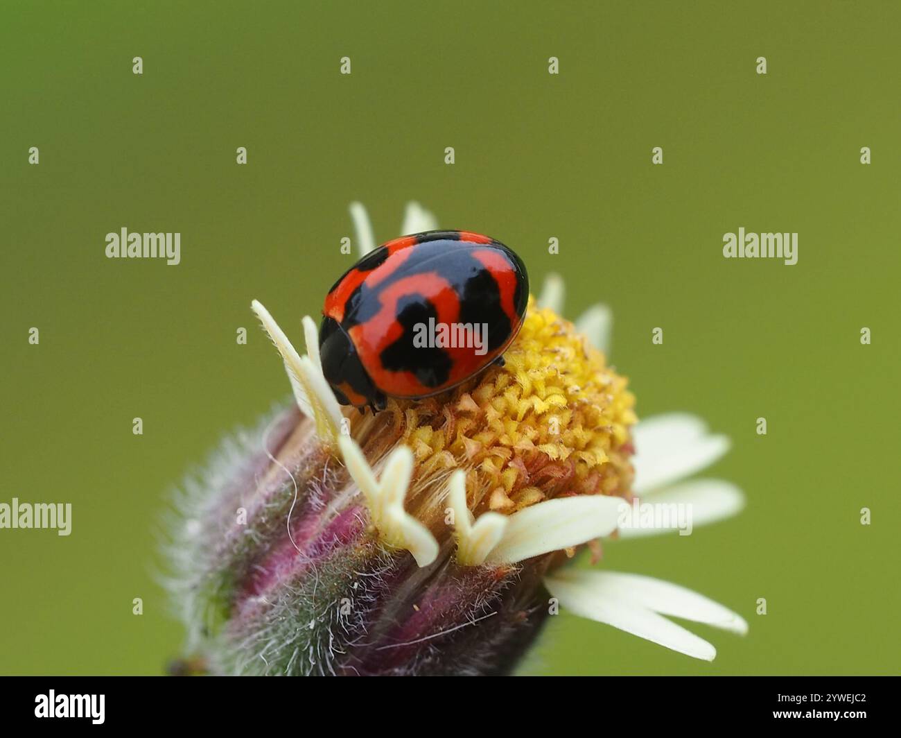 Small Transverse Ladybird Beetle (Coccinella transversalis Stock Photo ...