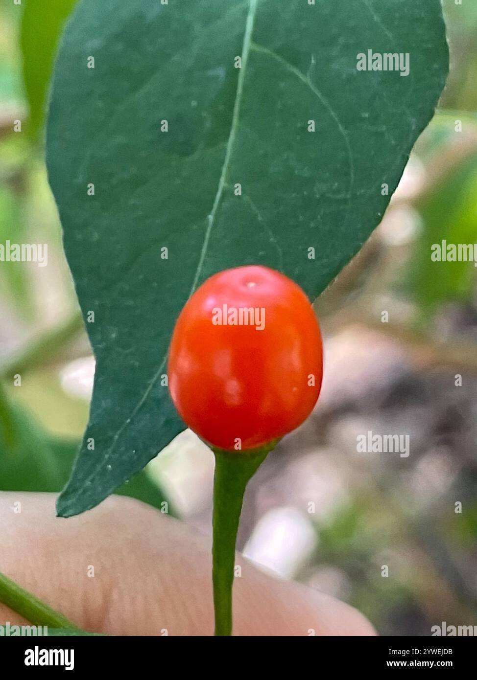 chili pepper (Capsicum annuum Stock Photo - Alamy