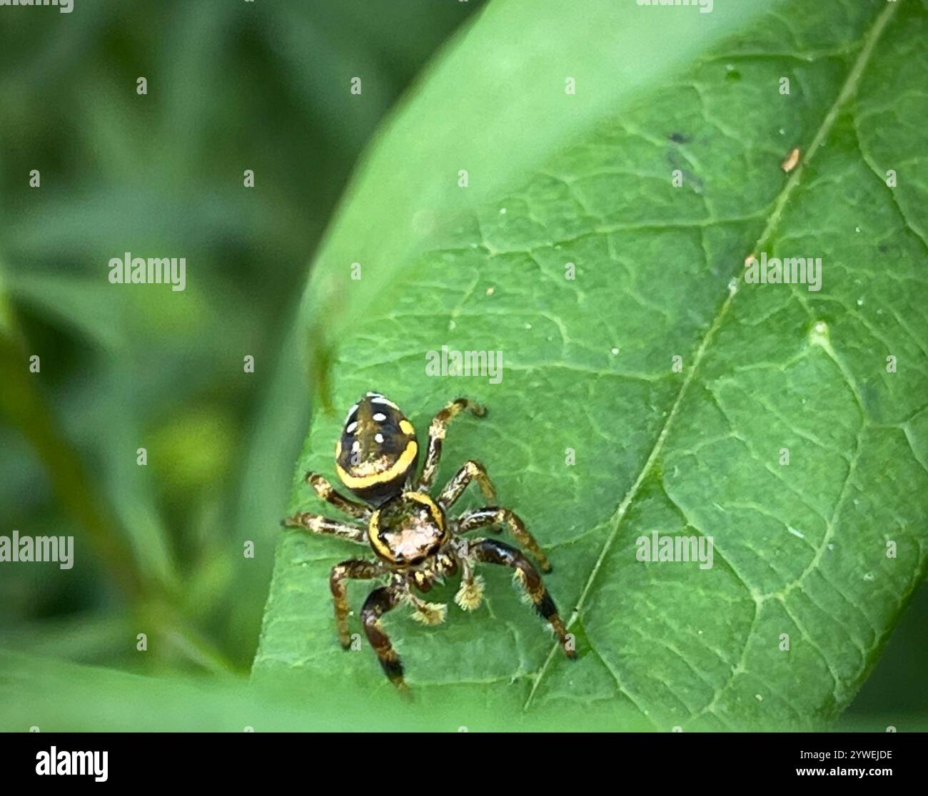 Golden Jumping Spider (Paraphidippus aurantius Stock Photo - Alamy