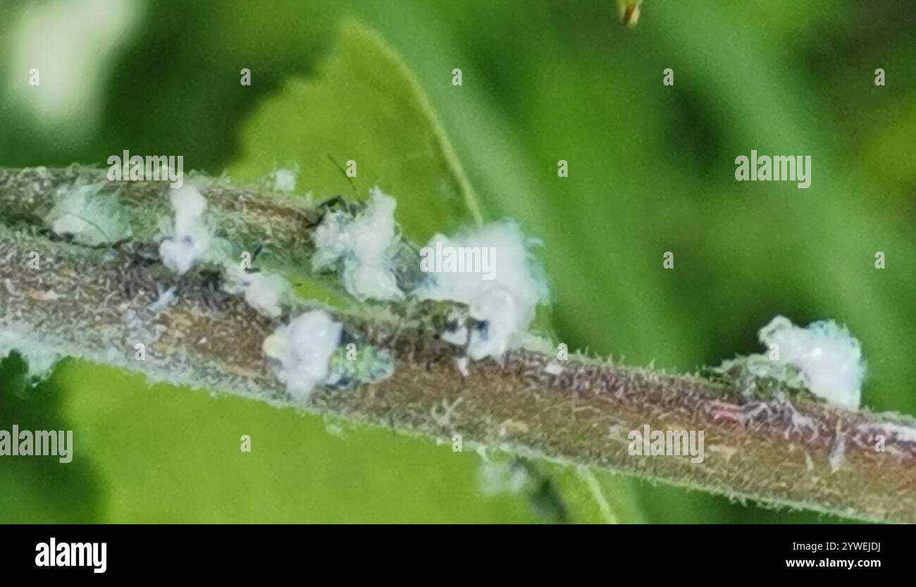 Psylloidea hi-res stock photography and images - Alamy