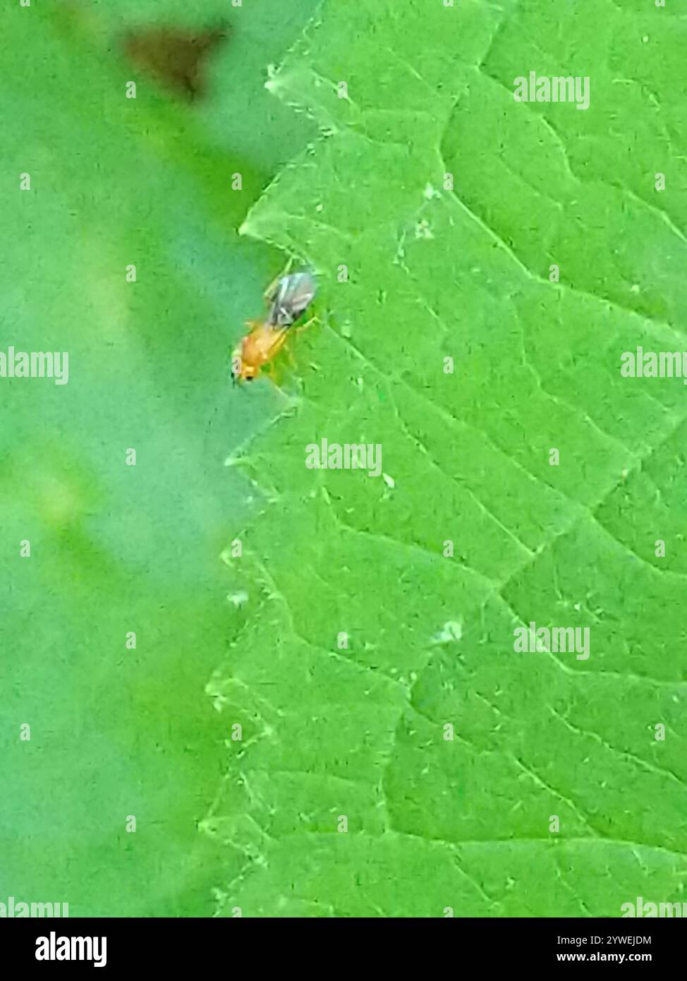 Ants, Bees, Wasps, and Sawflies (Hymenoptera Stock Photo - Alamy