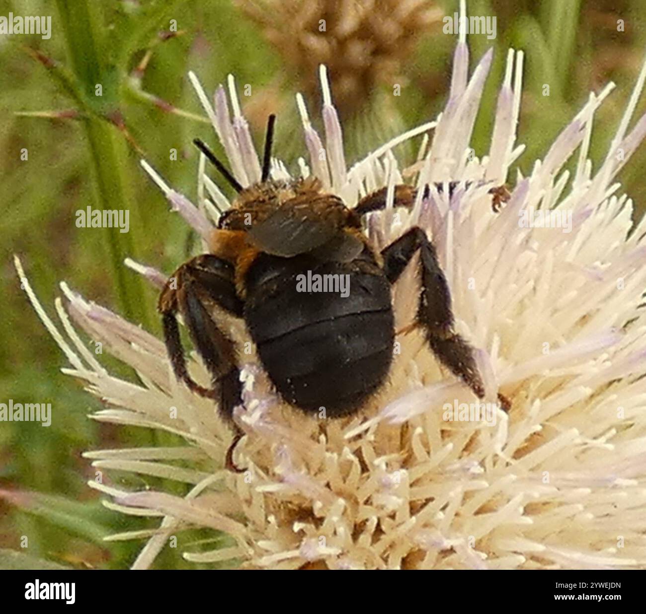 Oblique Longhorn (Svastra obliqua Stock Photo - Alamy