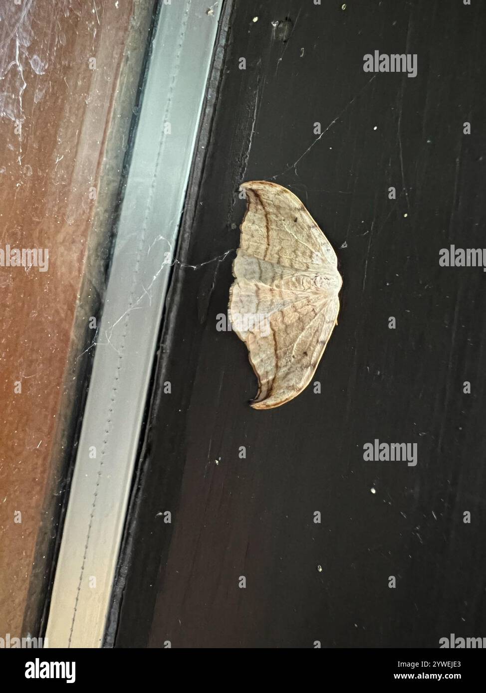 Drepana arcuata hi-res stock photography and images - Alamy