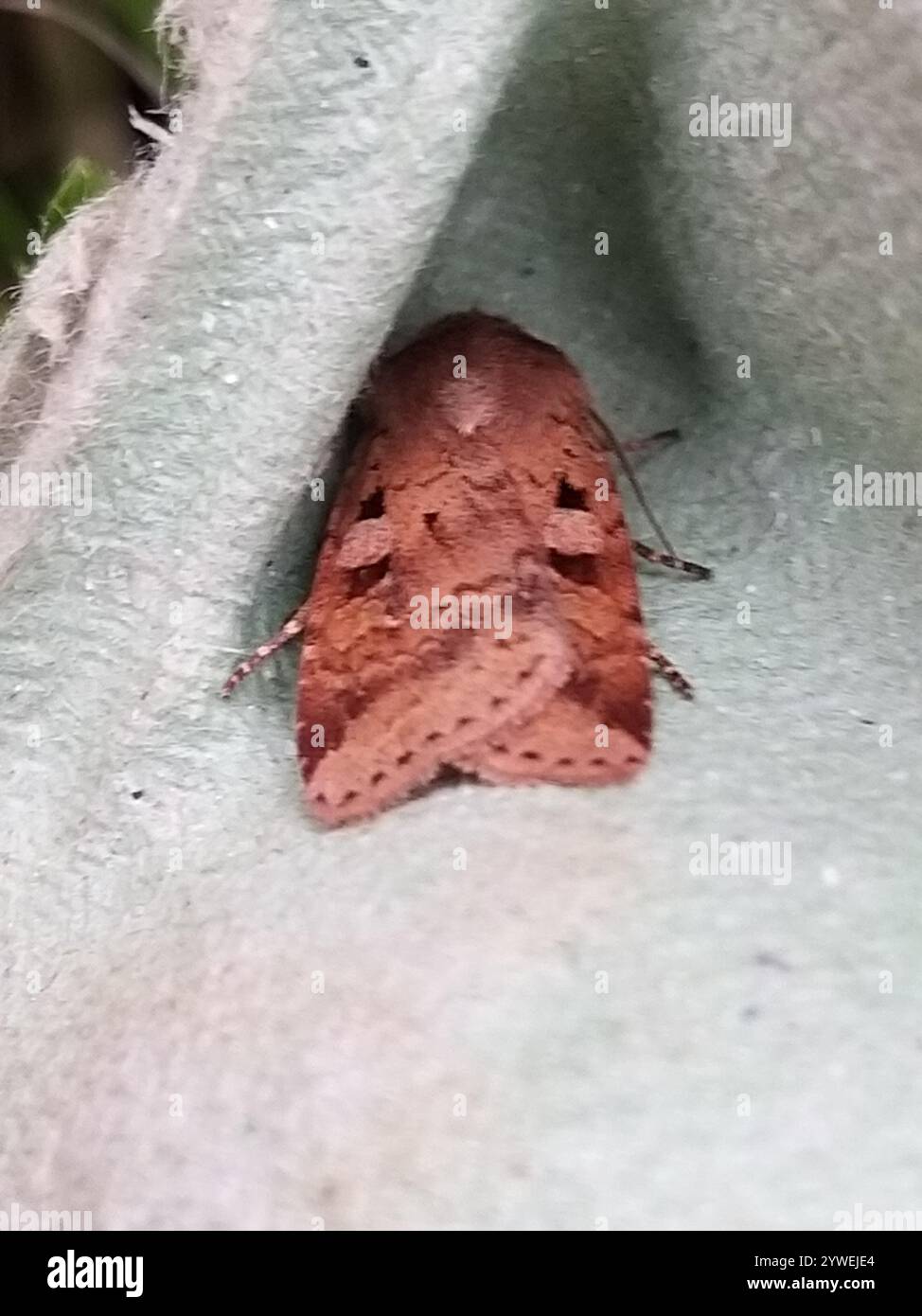 Diarsia mendica diarsia mendica hi-res stock photography and images - Alamy