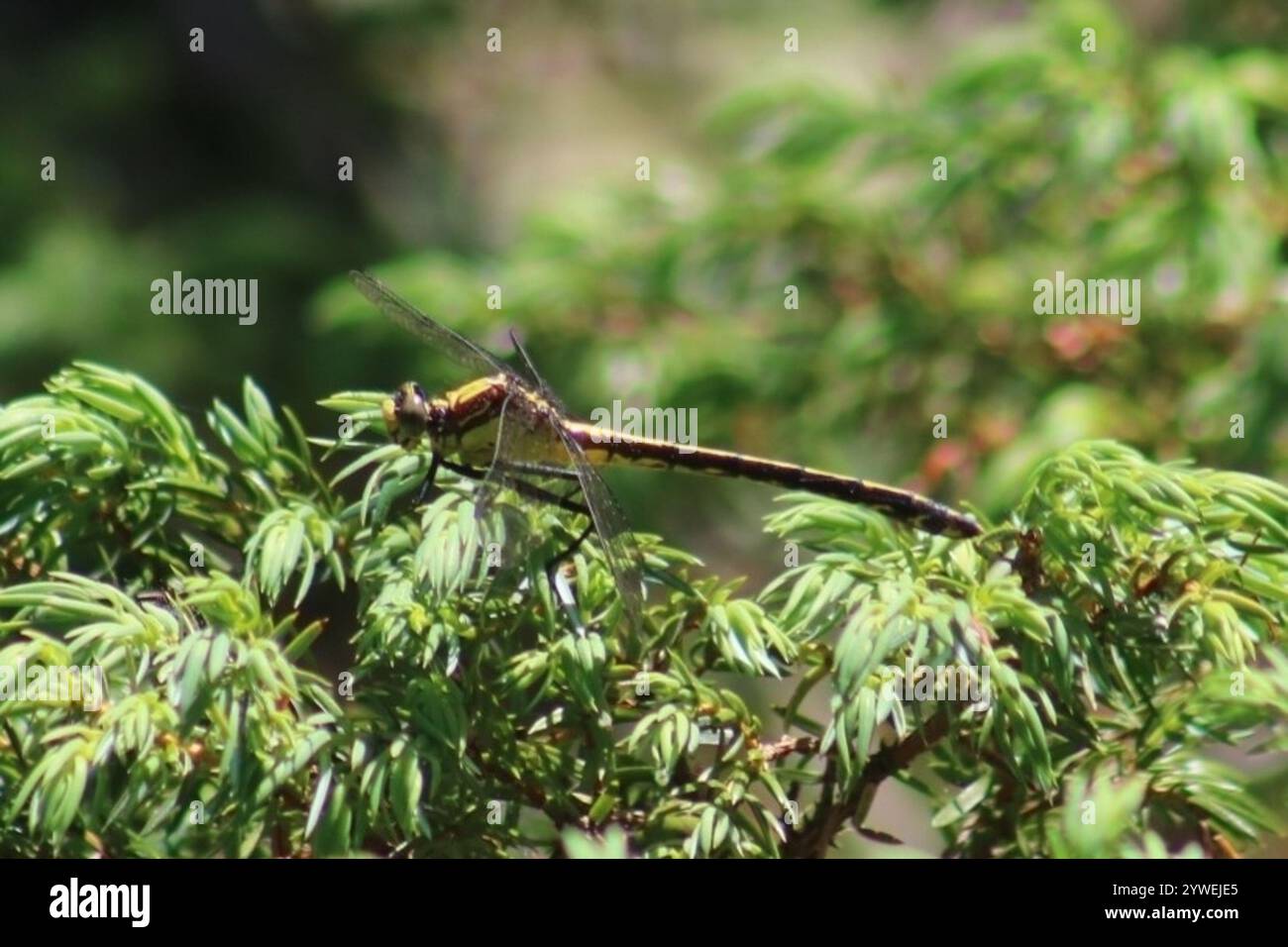 Black-shouldered Spinyleg (Dromogomphus spinosus Stock Photo - Alamy