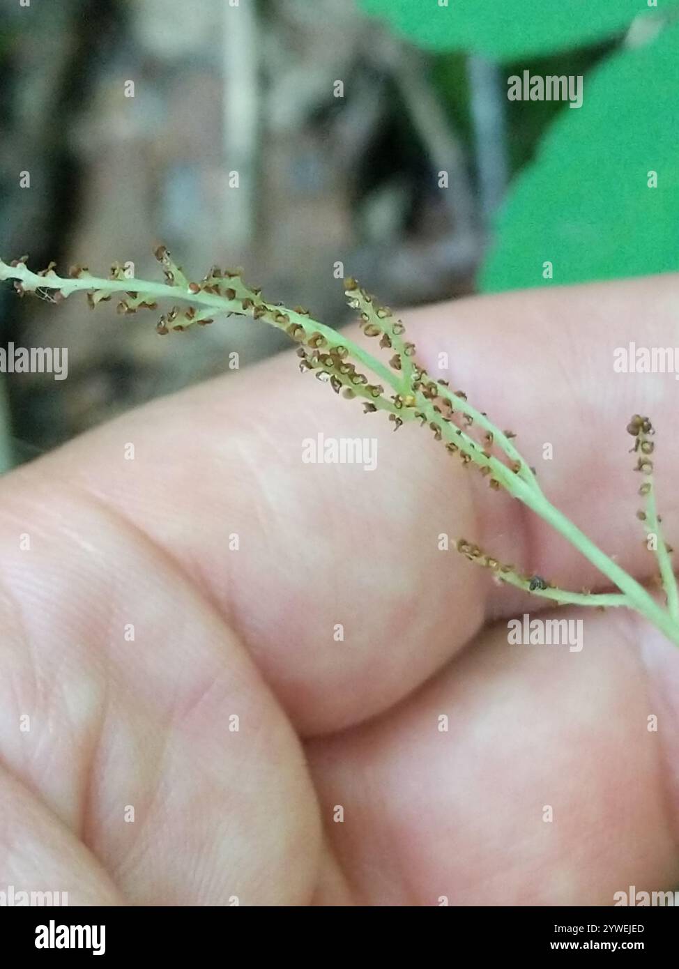rattlesnake fern (Botrypus virginianus Stock Photo - Alamy