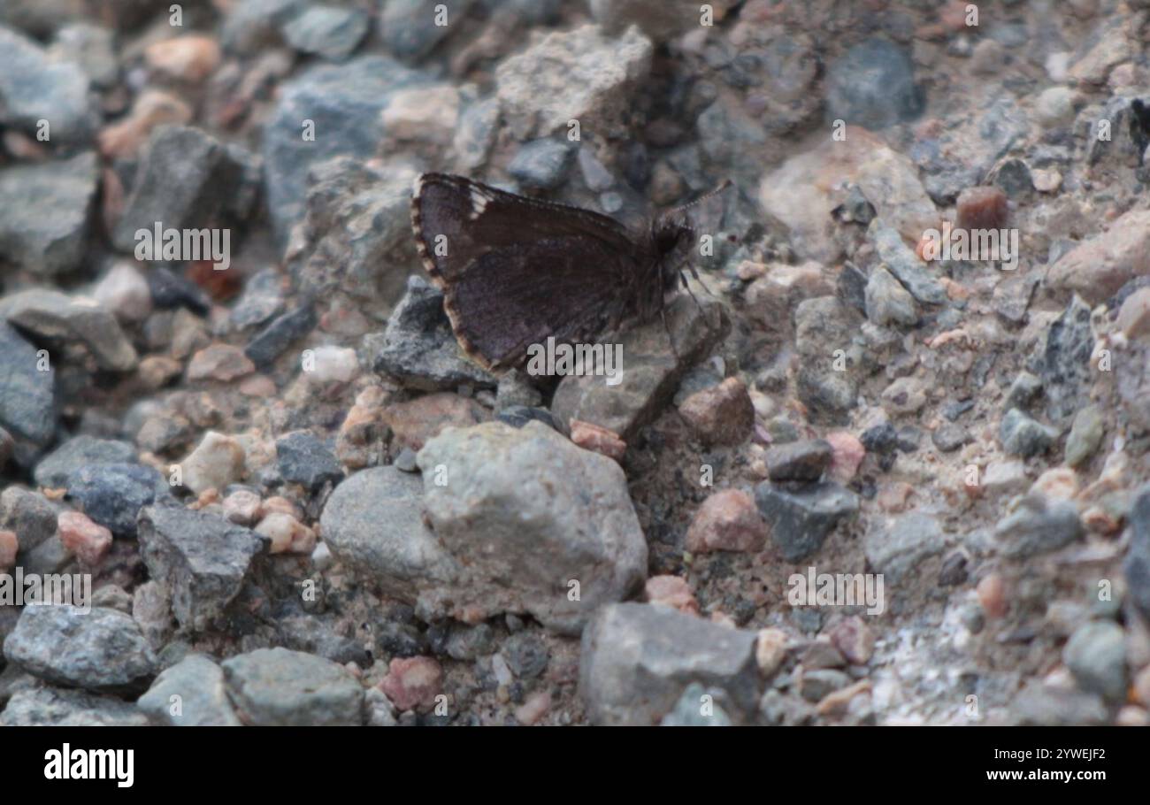 Common Roadside-Skipper (Amblyscirtes vialis Stock Photo - Alamy