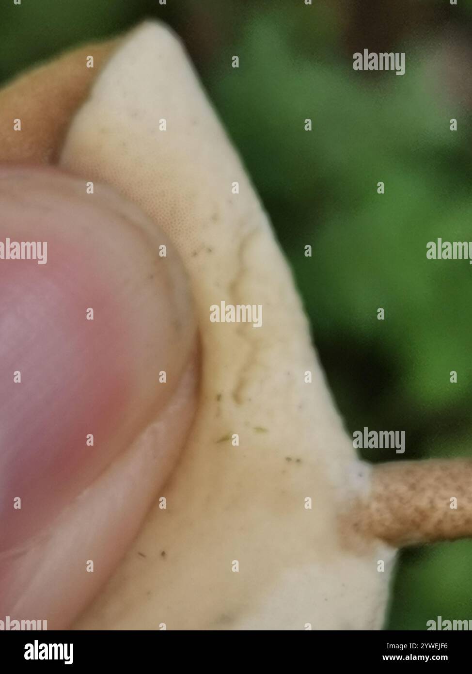 Fringed polypore (Lentinus substrictus Stock Photo - Alamy