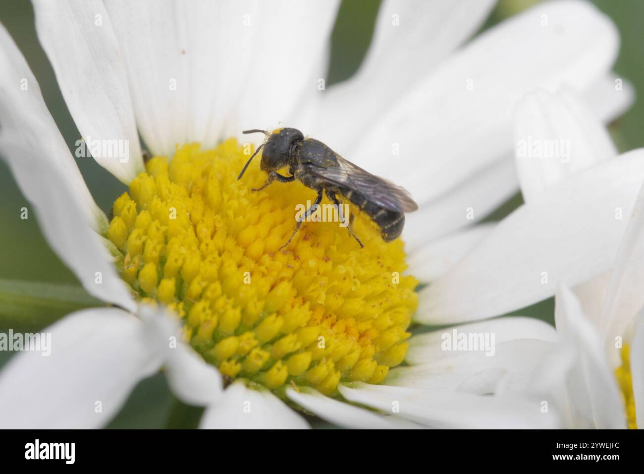 Armored-Resin bees (Heriades Stock Photo - Alamy