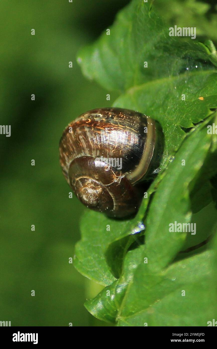 Copse Snail (Arianta arbustorum Stock Photo - Alamy