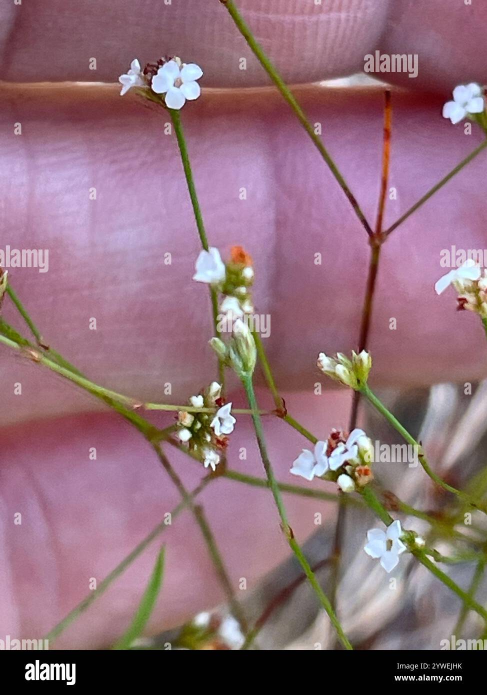 Wire-plant (Stipulicida setacea Stock Photo - Alamy