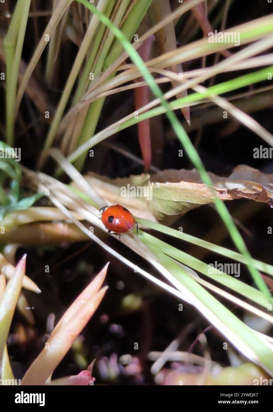 Two-spotted Lady Beetle (Adalia bipunctata Stock Photo - Alamy