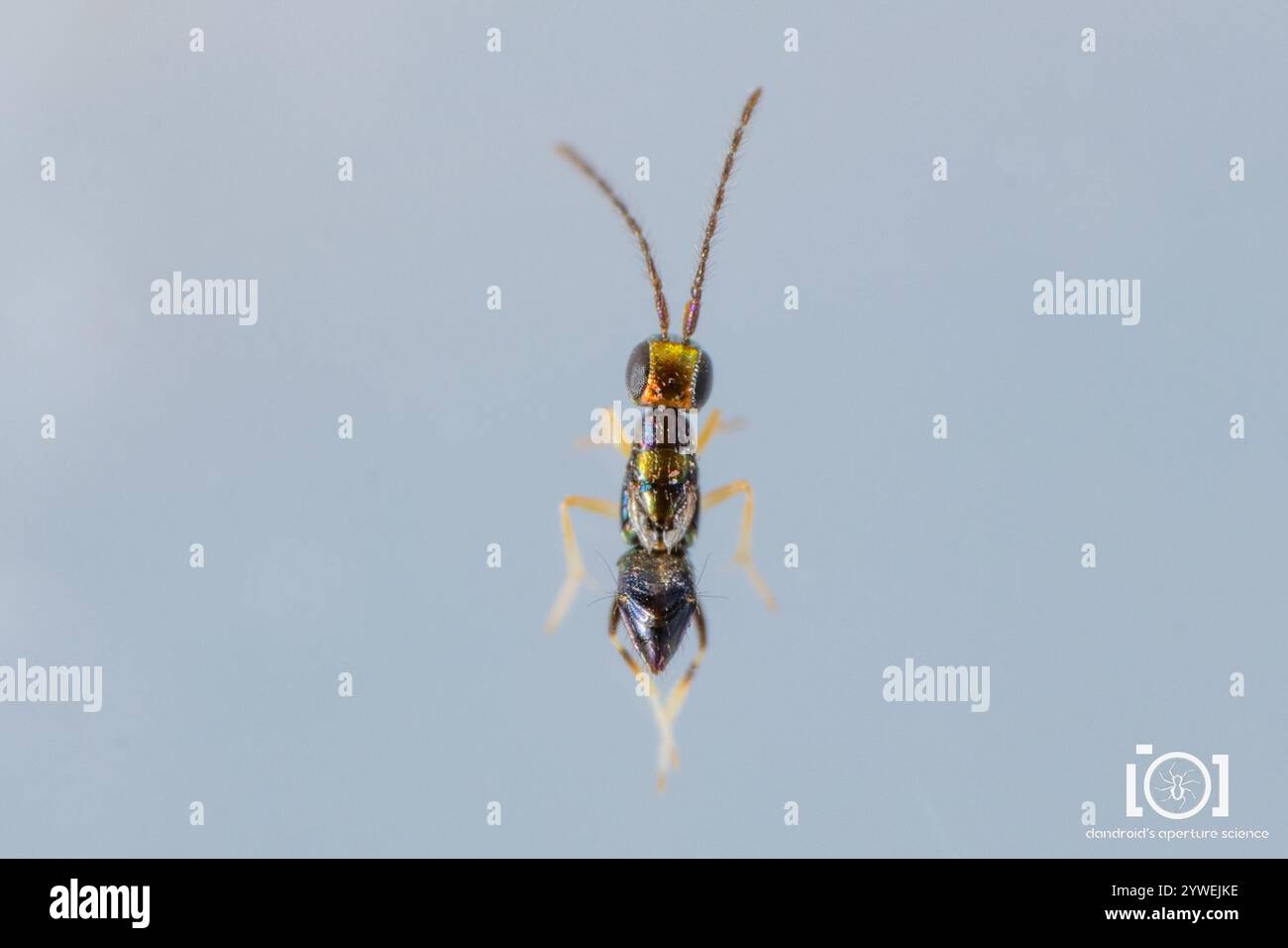 Encyrtidae hi-res stock photography and images - Alamy